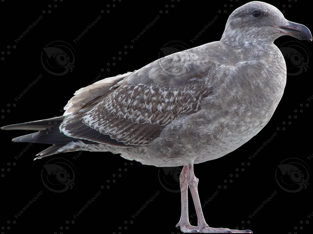 Texture JPEG bird organics seagull