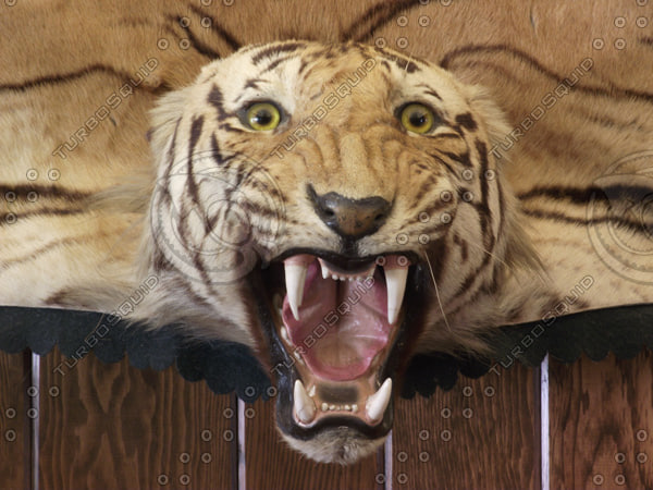 Texture Windows Bitmap tiger animal creature