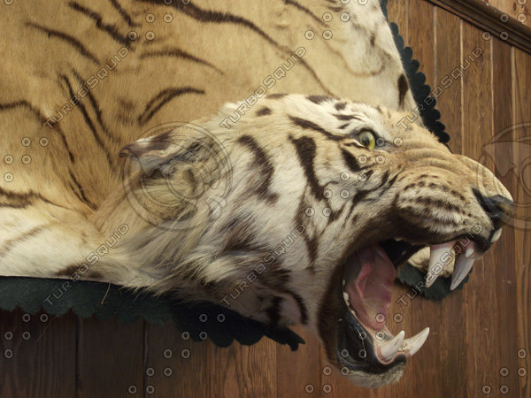 Texture Windows Bitmap tiger animal creature