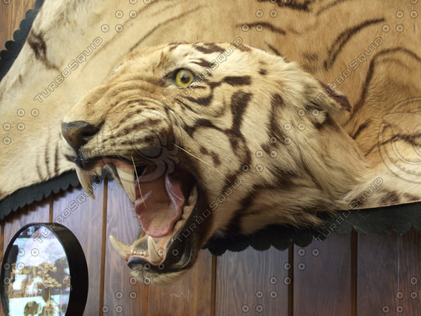 Texture Windows Bitmap tiger animal creature
