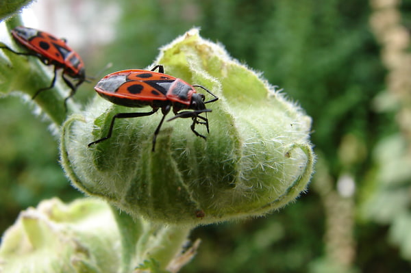 Stock JPEG fire bug insect