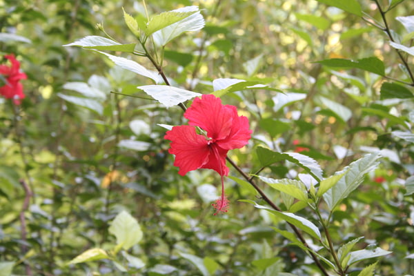 Stock JPEG flower red flora