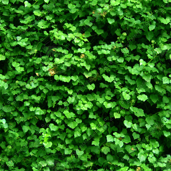 Texture JPEG ivy plant wall