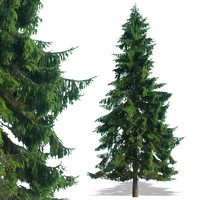 Texture Other Tree European Larch