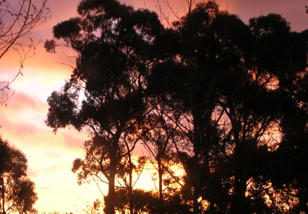 Stock JPEG trees tree fire