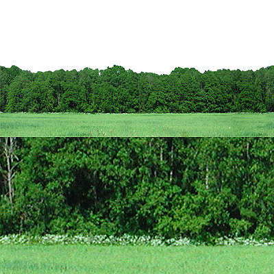 Texture Photoshop forest tree line