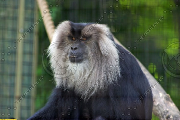 Stock JPEG Monkey