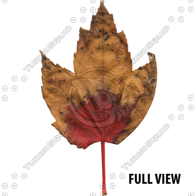 General Windows Bitmap Leaf color fall