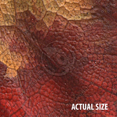 General Windows Bitmap Leaf color fall