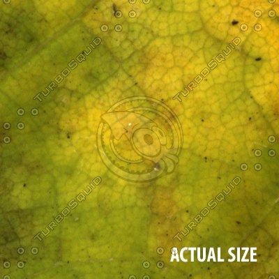 General Windows Bitmap Leaf color fall