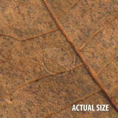 General Windows Bitmap Leaf color fall