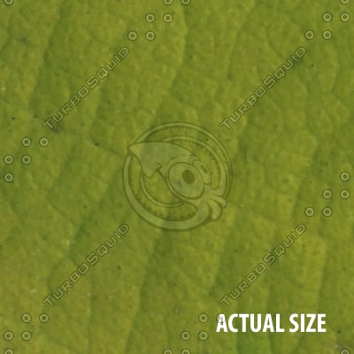 General Windows Bitmap Leaf color fall