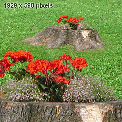 Texture Photoshop flower flowerbed flowers