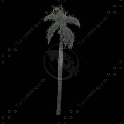Texture Photoshop tree tropical coconut