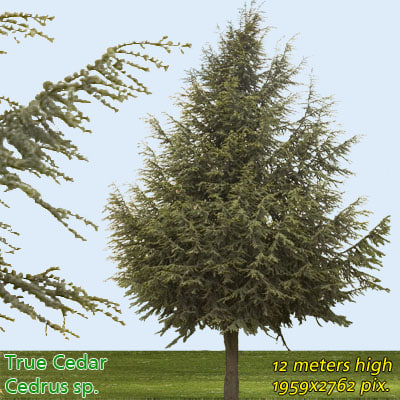 Texture Other tree cedar true