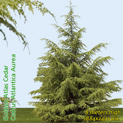 Texture JPEG Tree Golden Atlas