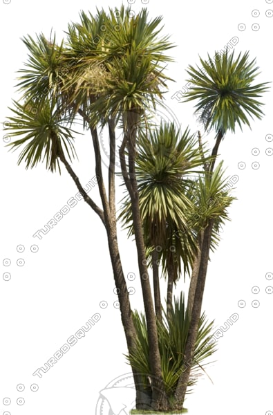 Texture Photoshop Tree Cabbage plant