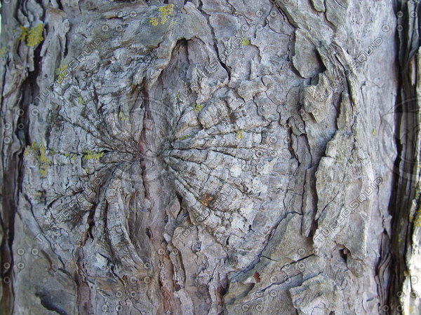 Texture JPEG tree bark skin