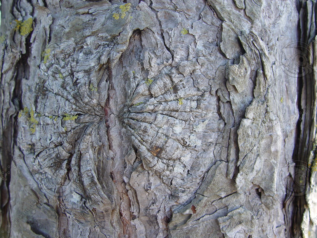 Texture JPEG tree bark skin
