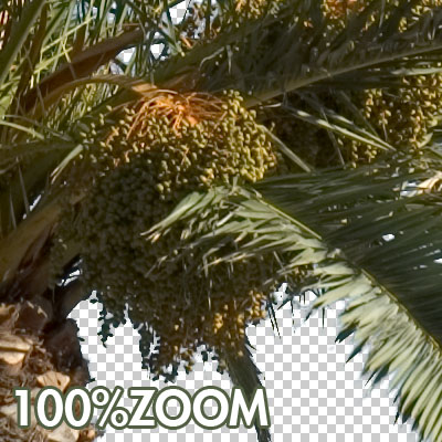Texture Photoshop Canary date palm