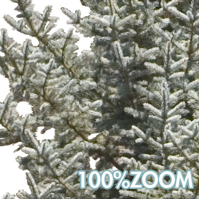 Texture Photoshop Tree Atlas Cedar
