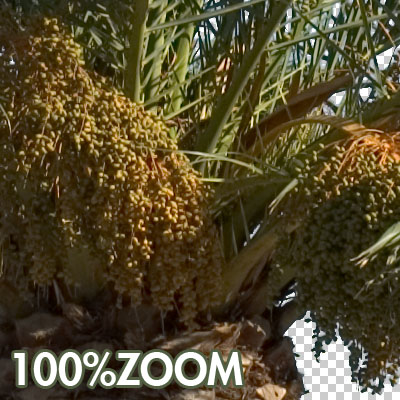 Texture Photoshop Canary date palm