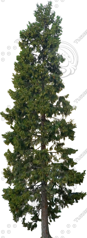 Texture Photoshop Tree grand Fir