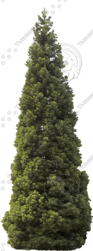 Texture Photoshop Japanese cedar Tree