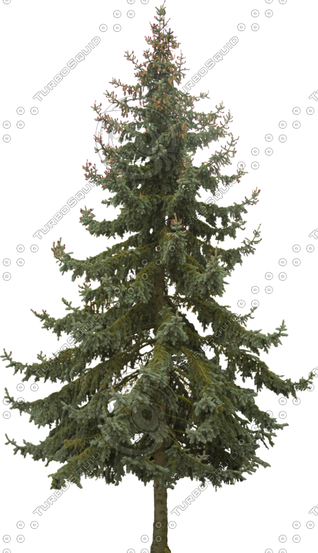 Texture Photoshop Silver Fir Tree