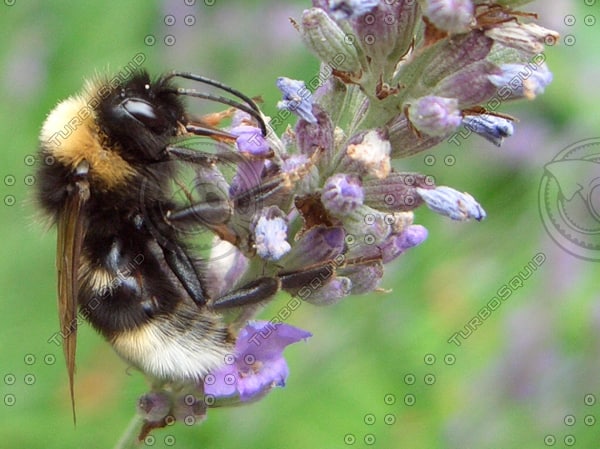 Stock JPEG Lavender Bee Honey