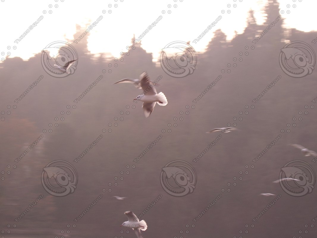 Stock JPEG turn flight bird