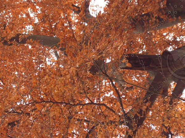 Stock JPEG tree autumn branches