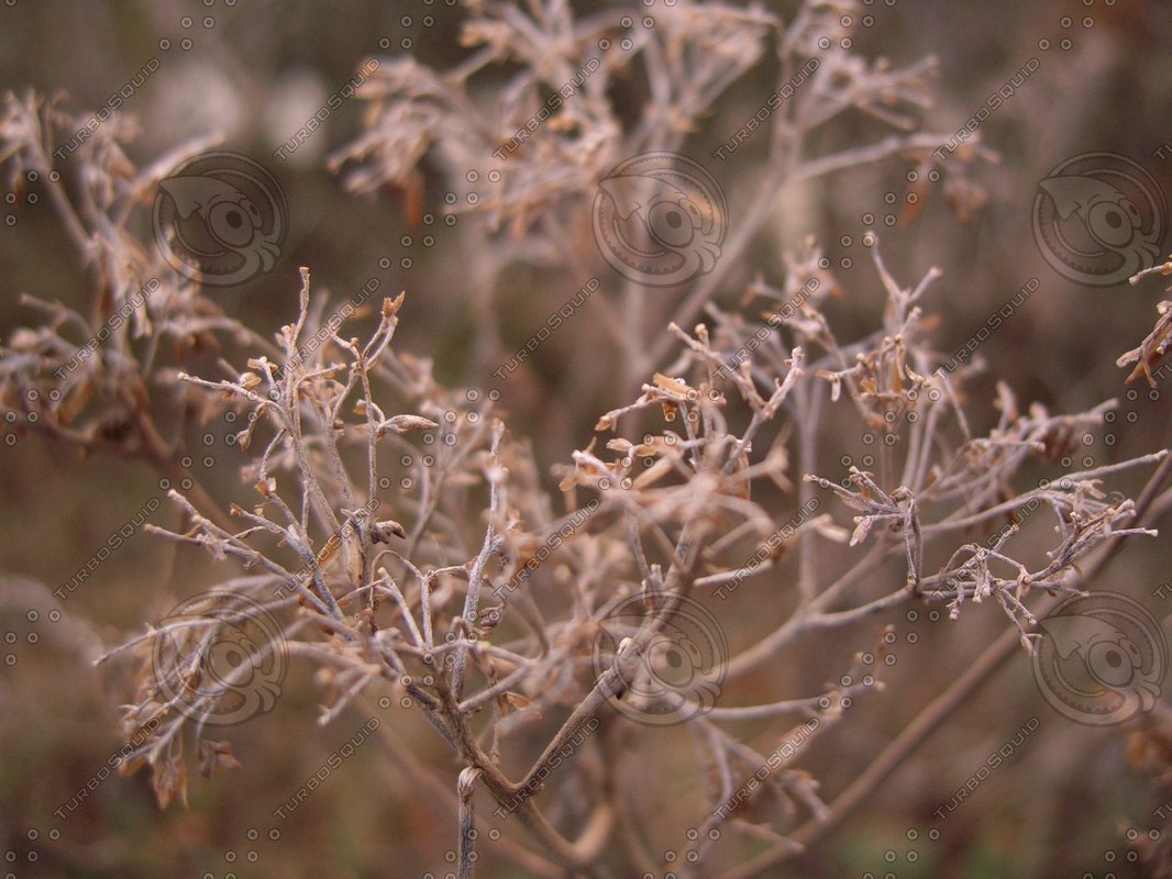 Stock JPEG twig tree nature