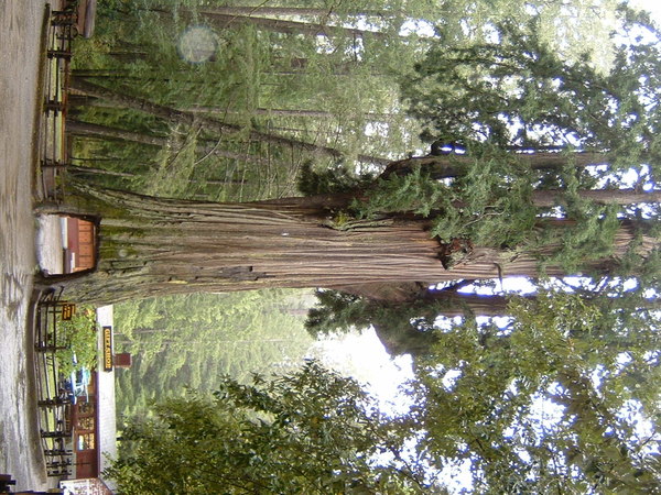 Stock JPEG big tree forest