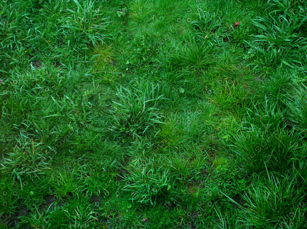 Texture JPEG grass green land