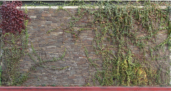 Texture JPEG ivy organic hanging