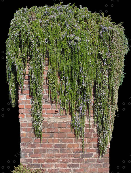 Texture JPEG ivy organic hanging