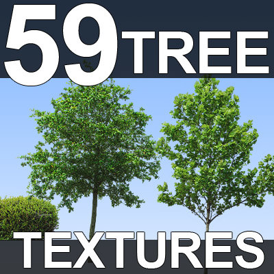 Texture Windows Bitmap Bark Wood Tree