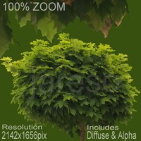 Texture JPEG tree trees nature