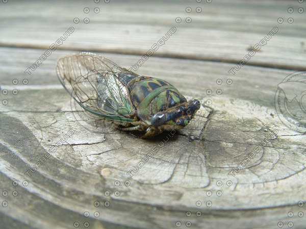Stock JPEG cicada insect bug