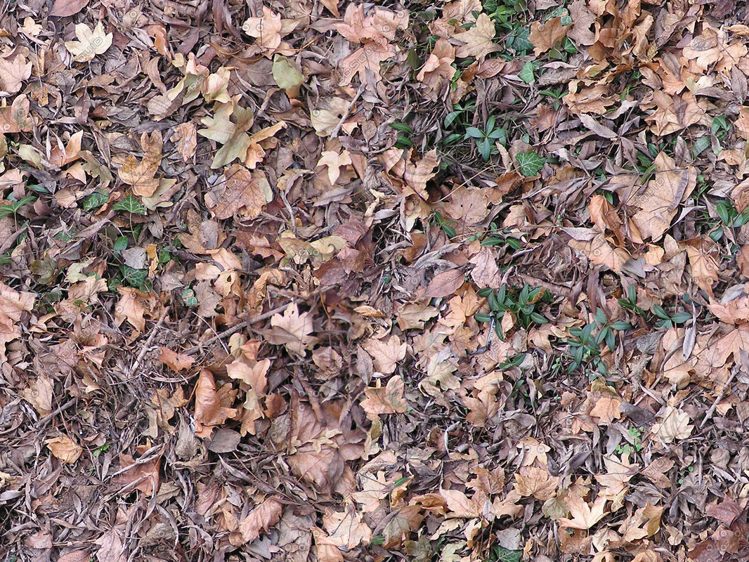 Texture Other Ground cover autumn