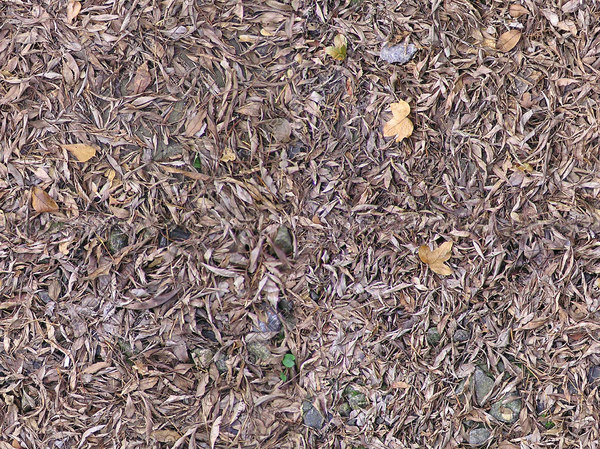 Texture JPEG Ground cover autumn