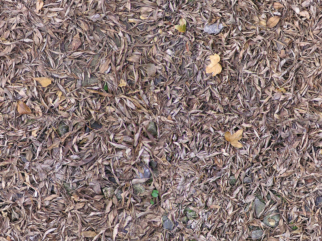 Texture JPEG Ground cover autumn
