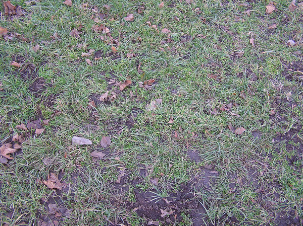 Texture JPEG Ground cover leaf