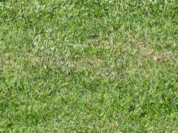 Texture JPEG high detail lawn