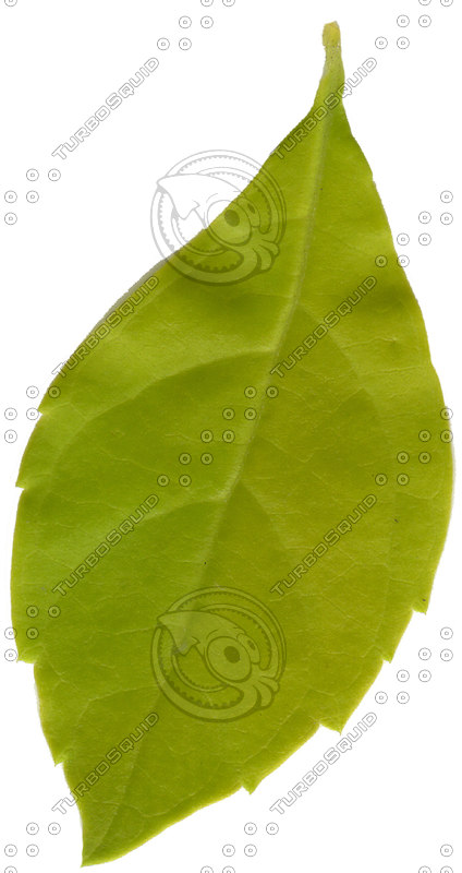 Texture JPEG Leaf plant tree