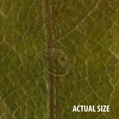 General Windows Bitmap Leaf color fall