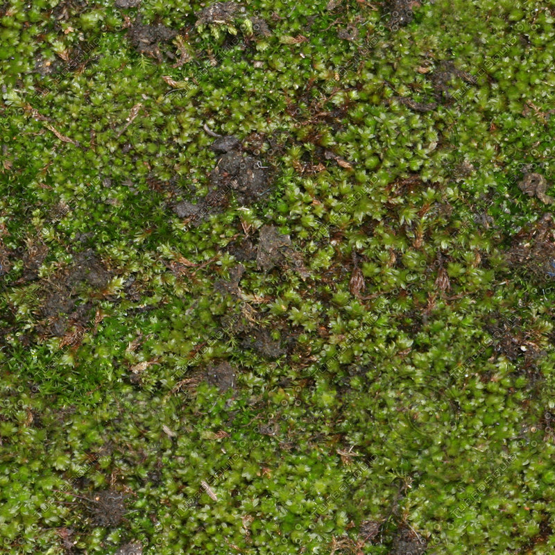 Texture JPEG moss game seamless