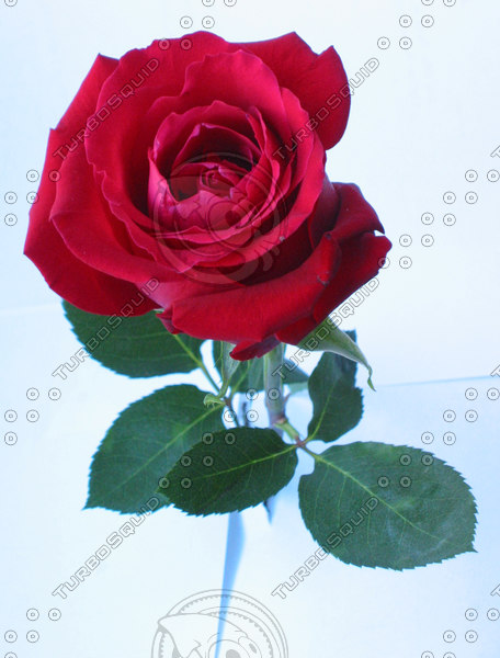 Stock JPEG rose flower floral