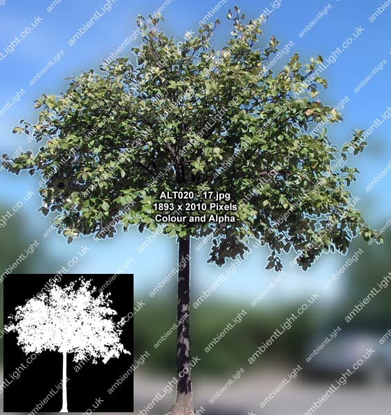 Texture JPEG tree trees texture